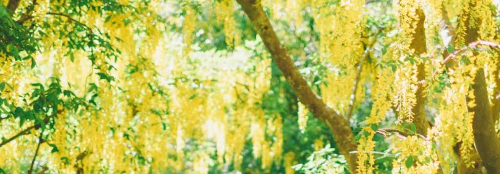 Cytise, Laburnum : planter, tailler et entretenir - Conseils