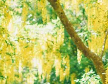 Cytise, Laburnum : planter, tailler et entretenir - Conseils