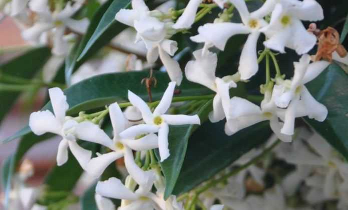 7 plantes grimpantes persistantes pour le jardin - Promesse de Fleurs