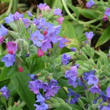 Pulmonaria, Pulmonaire : planter, entretenir - Nos conseils