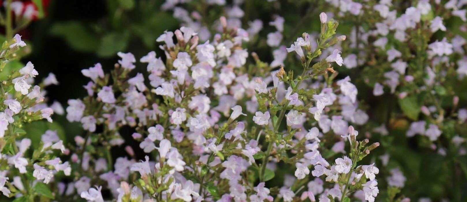 Calament, Calamintha : planter, entretenir, récolter - Nos conseils
