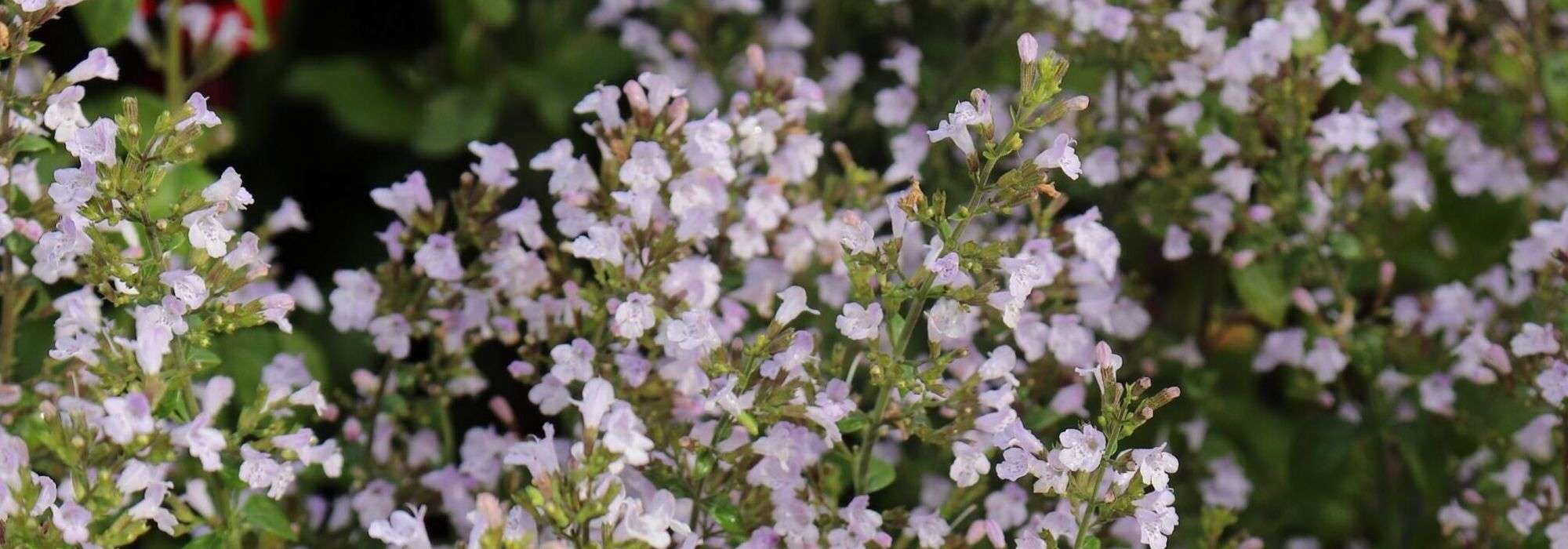 Calament, Calamintha : planter, entretenir, récolter - Nos conseils