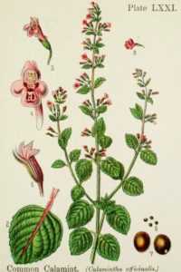 Calament, Calamintha : planter, entretenir, récolter - Nos conseils