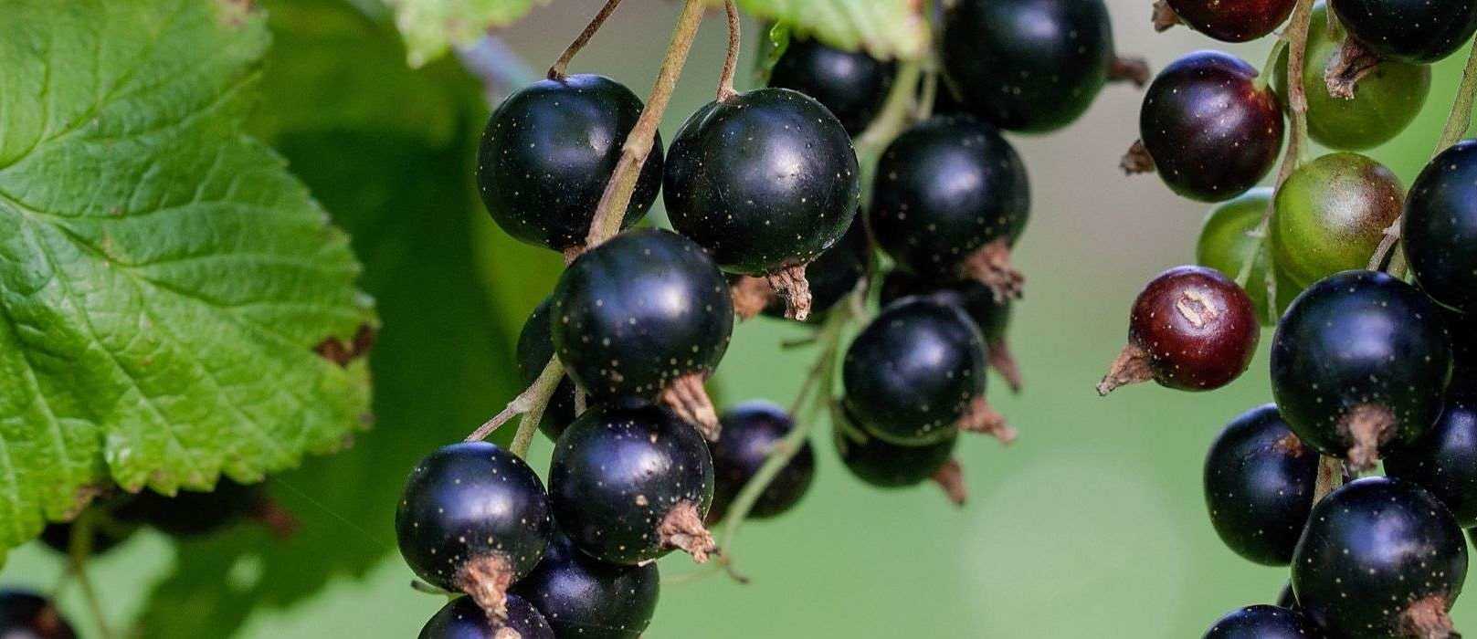 Cassissier : planter, tailler et entretenir - Conseils