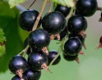 Cassissier : planter, tailler et entretenir - Conseils