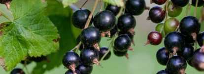 Cassis Titania - Ribes nigrum – Cassissier autofertile et productif