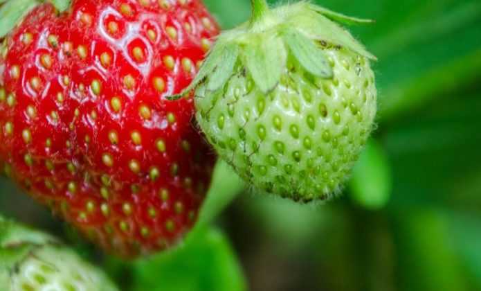 Guide complet pour cultiver et entretenir les fraisiers - Promesse de ...