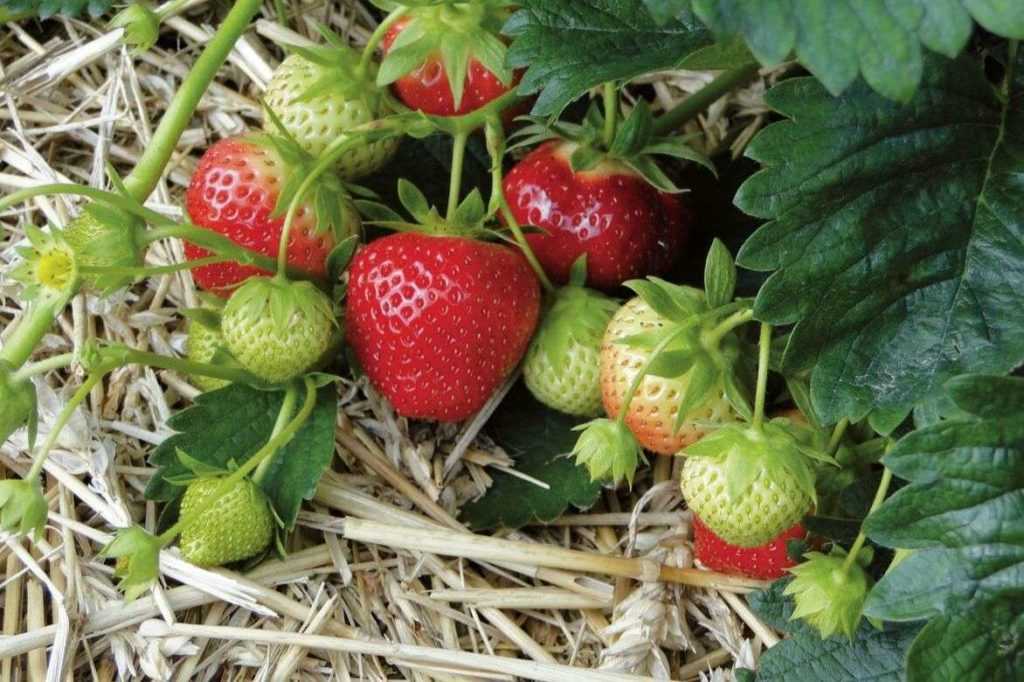 Fraisier : planter, cultiver, entretenir au jardin - Nos conseils