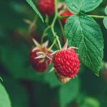 Framboisier remontant Frambélise - Rubus idaeus sans épines, à gros ...