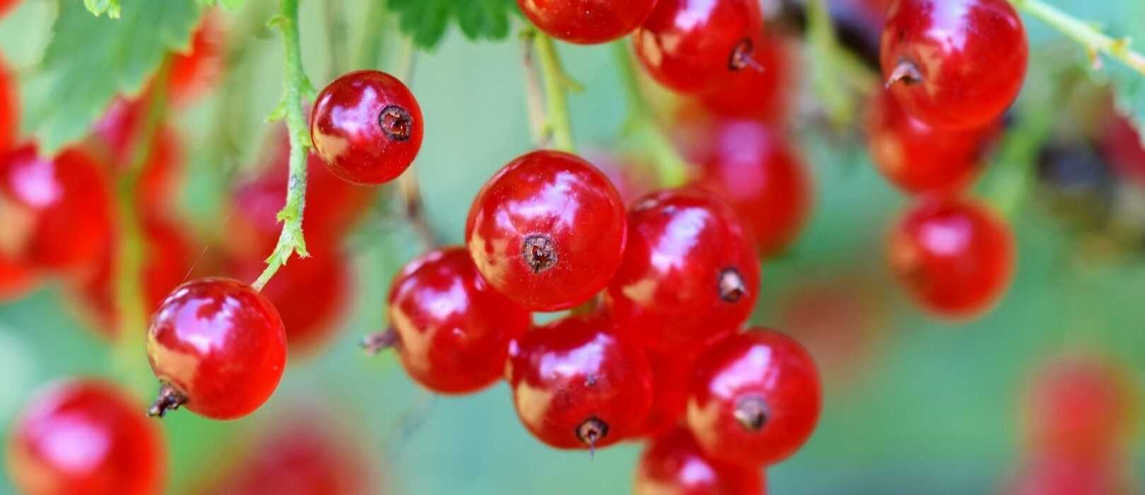 Groseillier : plantation, taille, récolte - Nos conseils