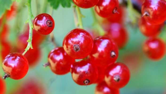 Groseillier : plantation, taille, récolte - Nos conseils