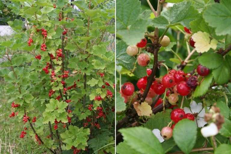 Groseillier : plantation, taille, récolte - Nos conseils