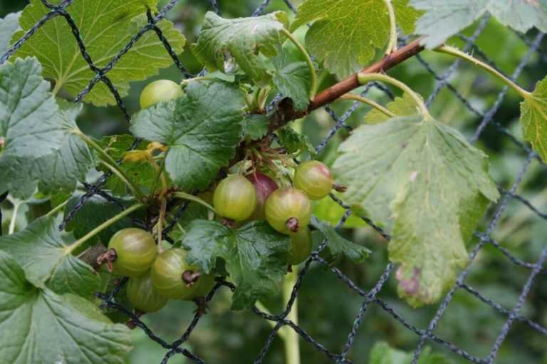 Groseillier : plantation, taille, récolte - Nos conseils