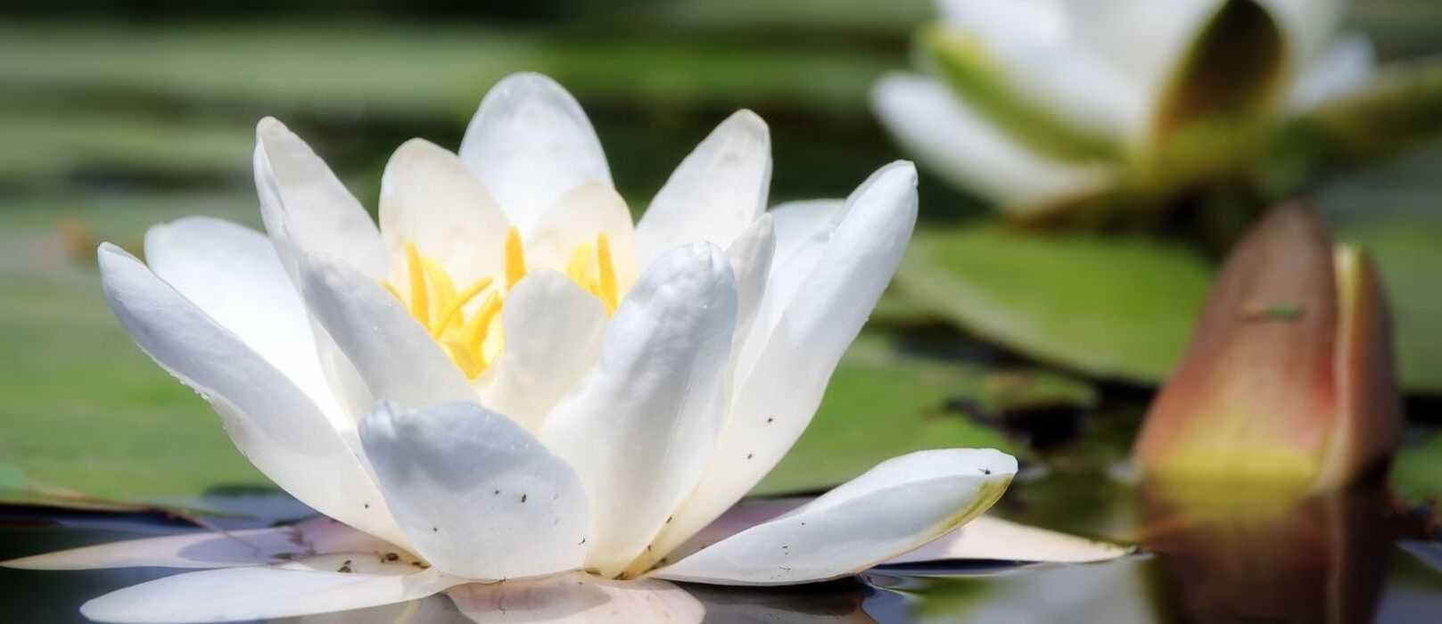 Nymphea, nénuphar : planter et entretenir - Nos conseils