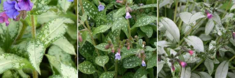 Pulmonaria, Pulmonaire : planter, entretenir - Nos conseils