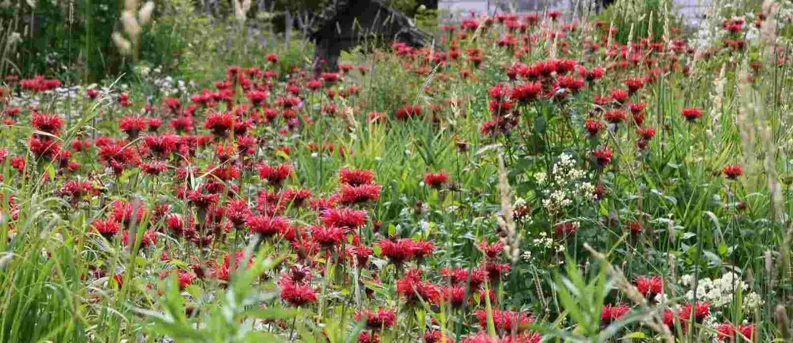 fleurs rouges : 10 vivaces qu'il faut avoir dans son jardin - Notre ...