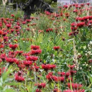 fleurs rouges : 10 vivaces qu'il faut avoir dans son jardin - Notre ...