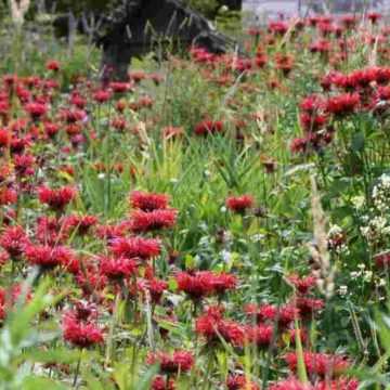 fleurs rouges : 10 vivaces qu'il faut avoir dans son jardin - Notre ...
