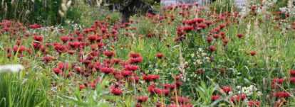 fleurs rouges : 10 vivaces qu'il faut avoir dans son jardin - Notre ...