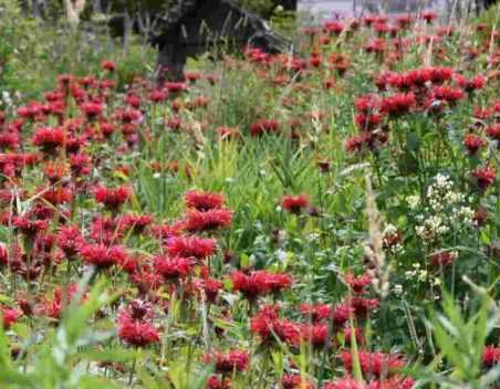 fleurs rouges : 10 vivaces qu'il faut avoir dans son jardin - Notre ...
