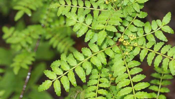 Zanthoxylum americanum - Poivrier ou Clavalier américain - Arbuste ...