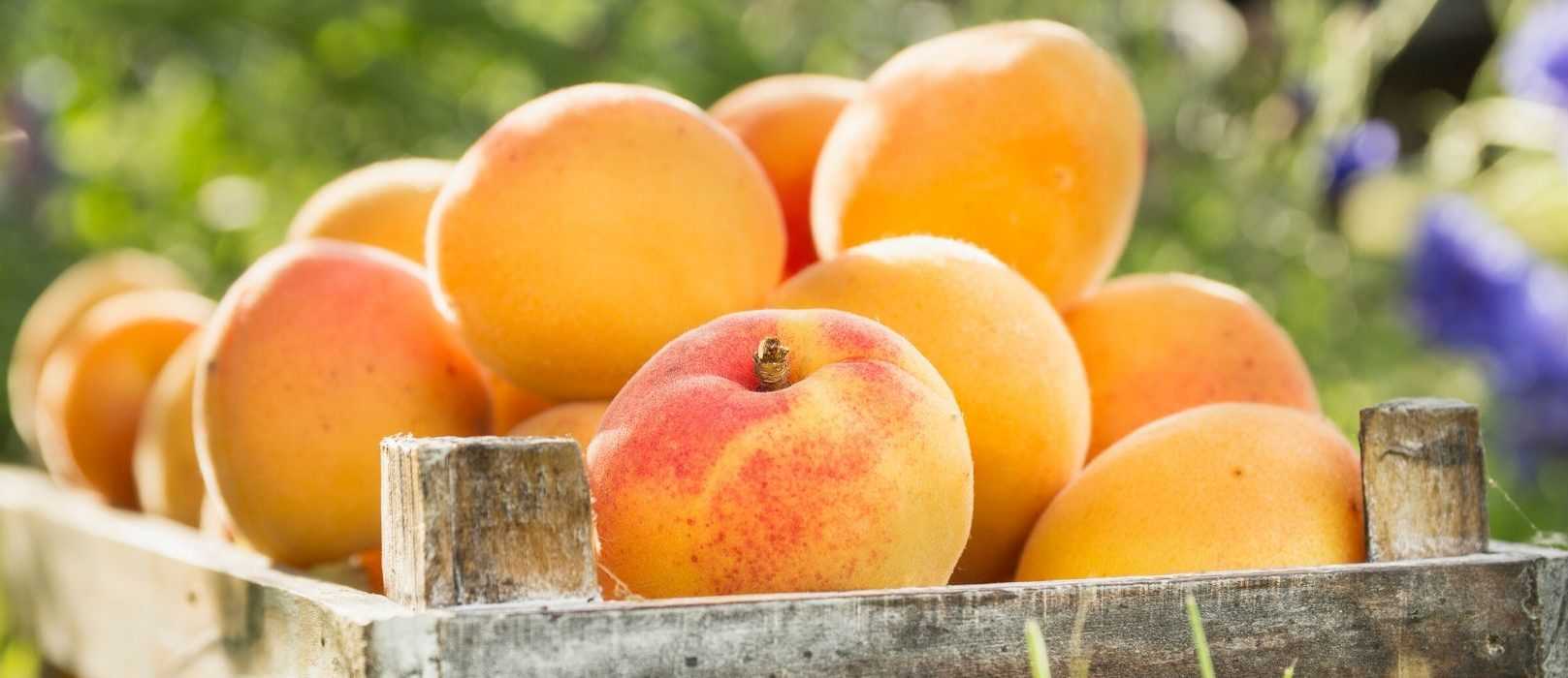 Abricotier : plantation, taille, entretien - Nos conseils