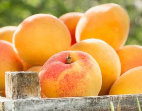 Abricotier : plantation, taille, entretien - Nos conseils