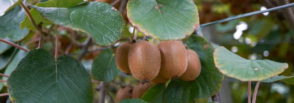 Kiwi auto fertile Herma - Actinidia chinensis - Un seul pied suffit ...