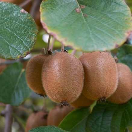 Kiwi jaune - Actinidia deliciosa Kiwi Gold - Variété femelle aux fruits ...