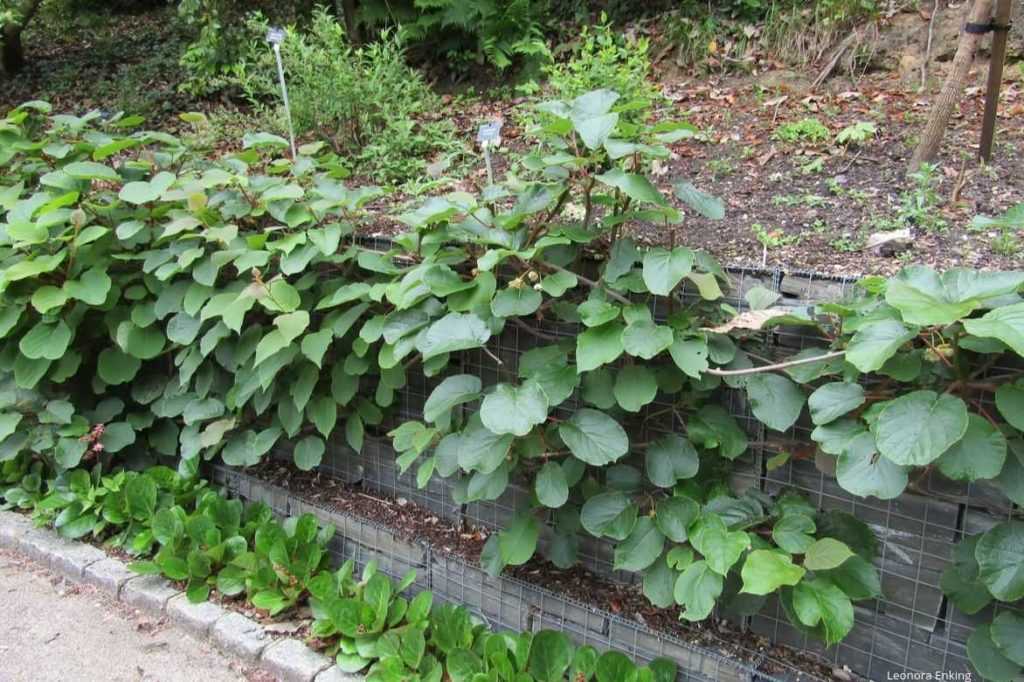 Actinidia, Arbre à kiwi : planter, tailler, récolter - Nos conseils