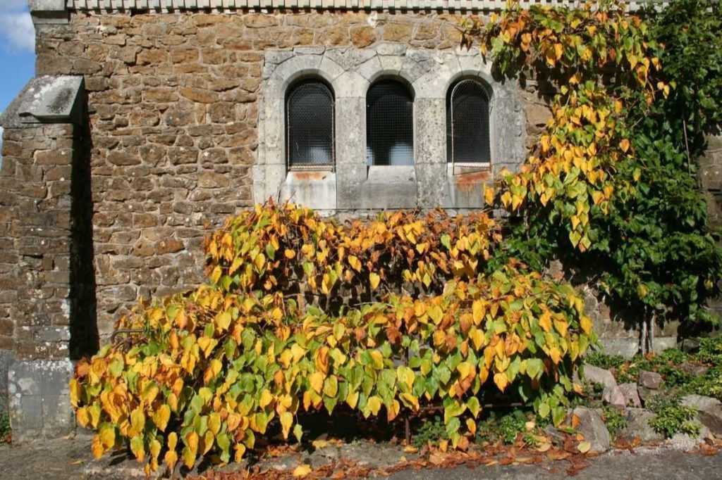 Actinidia, Arbre à kiwi : planter, tailler, récolter - Nos conseils