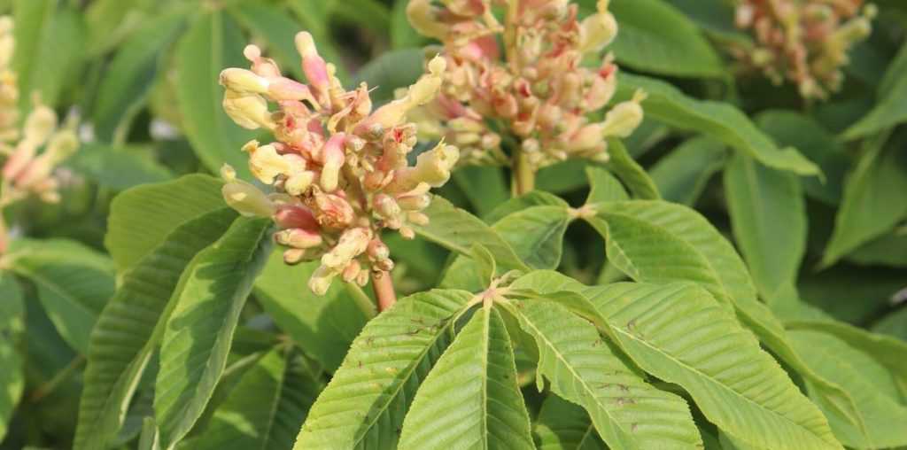Marronnier, aesculus hippocastanum : planter, cultiver et entretenir