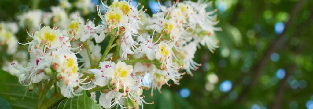 Aesculus mutabilis Induta - Marronnier nain à fleurs rose foncé à saumon