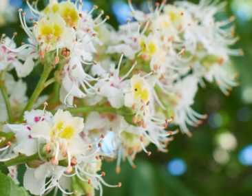 Aesculus mutabilis Induta - Marronnier nain à fleurs rose foncé à saumon