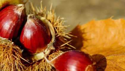Châtaignier : planter, tailler et entretenir - Promesse de Fleurs