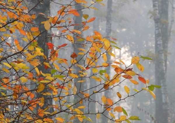 Les plus beaux arbres et arbustes à feuillage coloré en automne