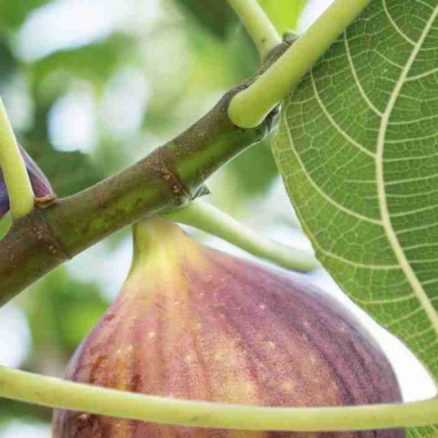 Figuier : comment choisir la bonne variété ? Guide d'achat