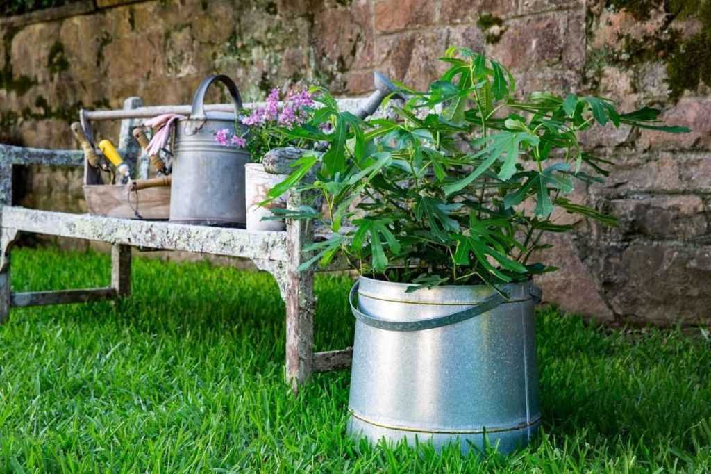 Figuier, Ficus carica : planter, tailler et entretenir