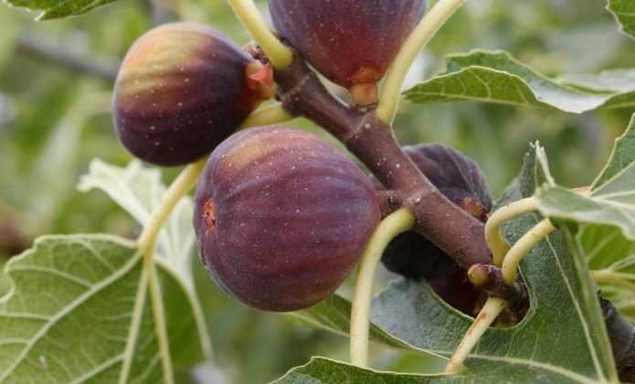 Figuier, Ficus carica : planter, tailler et entretenir