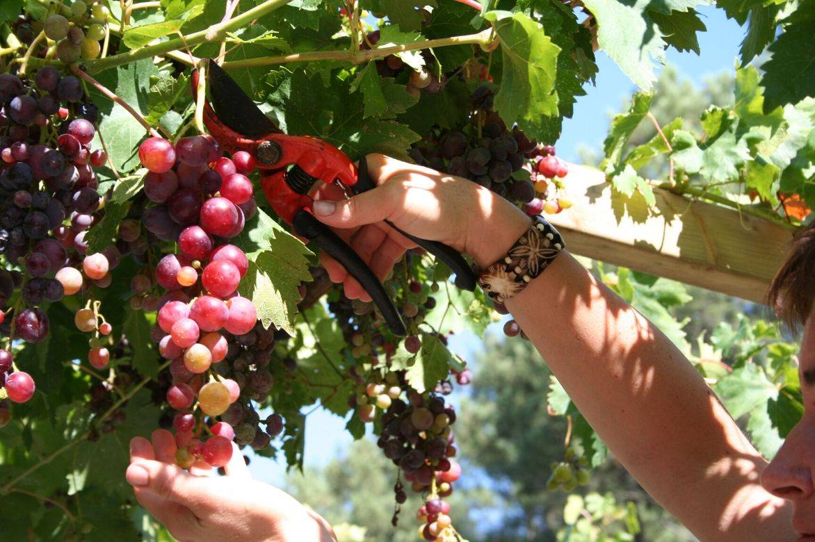 Vigne à raisin : plantation, culture, taille