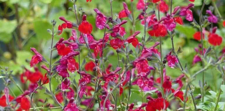 fleurs rouges : 10 vivaces qu'il faut avoir dans son jardin - Notre ...