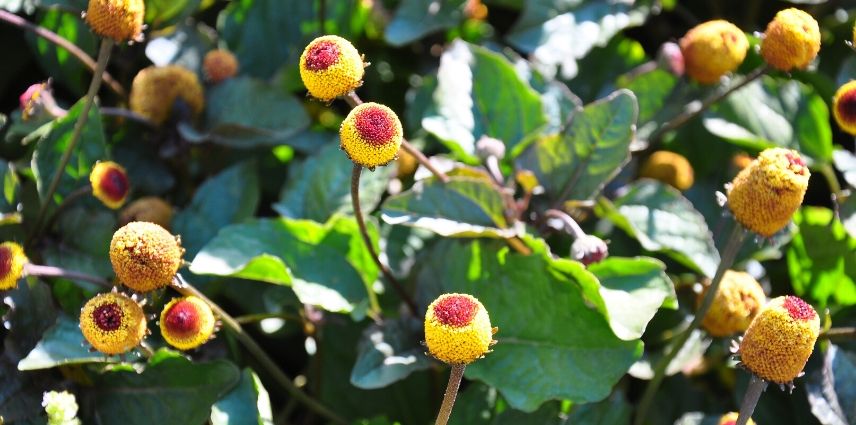 7 épices à cultiver au jardin - Promesse de Fleurs
