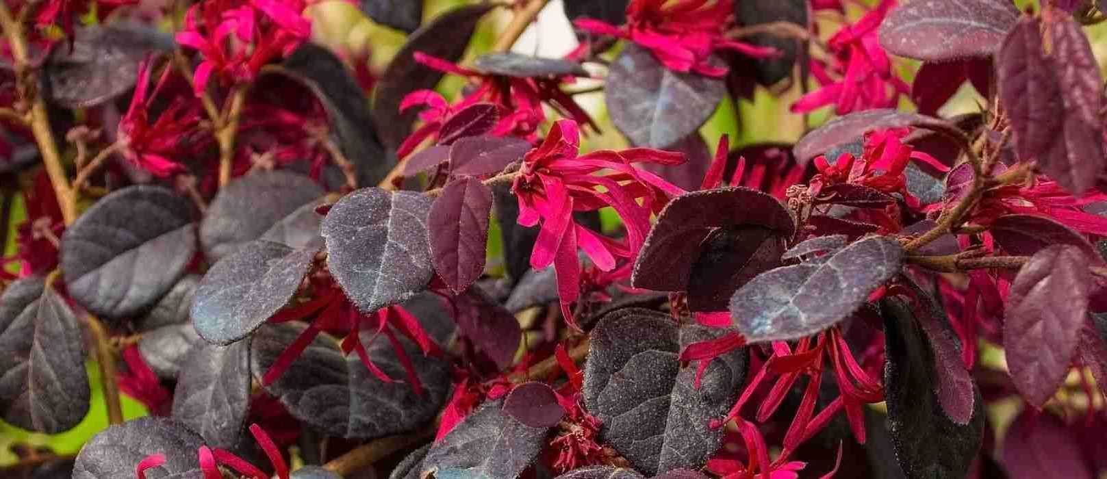 Fleurs rouges : 8 arbustes qu'il faut avoir dans son jardin