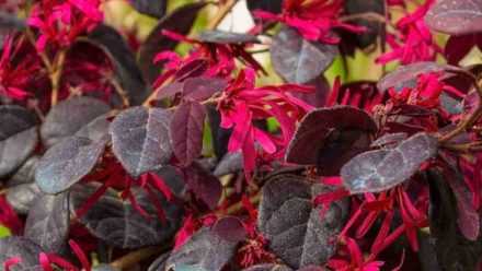 Fleurs rouges : 8 arbustes qu'il faut avoir dans son jardin