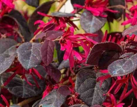 Fleurs rouges : 8 arbustes qu'il faut avoir dans son jardin