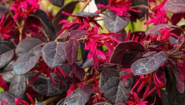 Fleurs rouges : 8 arbustes qu'il faut avoir dans son jardin