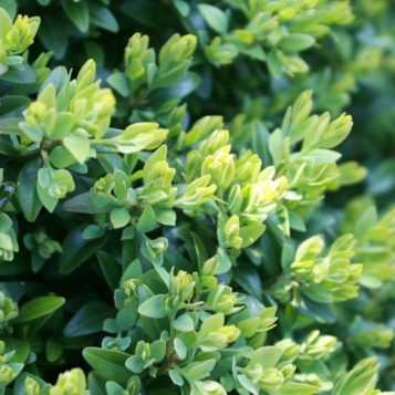 Buis : plantation, taille, entretien - Promesse de Fleurs