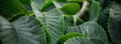 Ulmus minor - Orme champêtre, grand arbre caduc