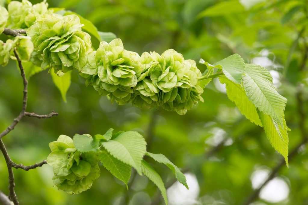 Orme, Ulmus : planter, tailler et entretenir - Nos conseils