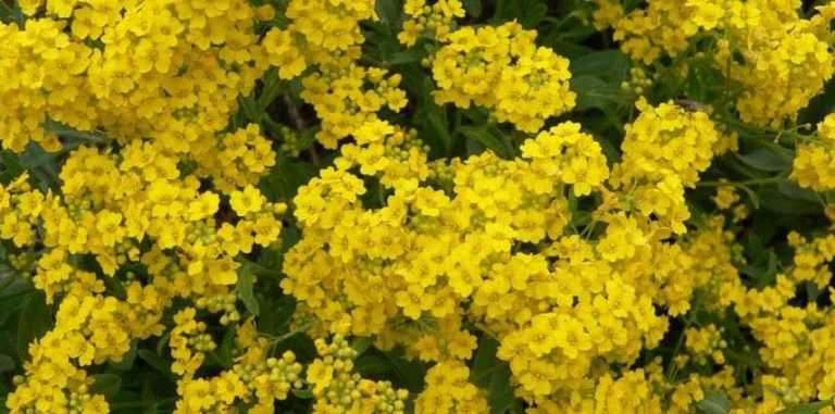 Plantes Vivaces Fleurs Jaunes